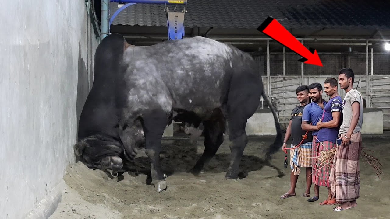 Biggest cow in the World in Bangladesh 2021 | Big Cow in Bangladesh ...