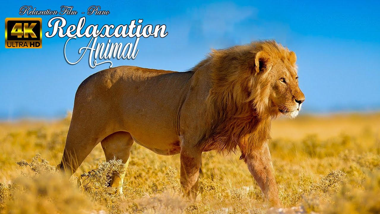 Beautiful Wildlife Animals and Relax Music for Stress Relief - YouTube