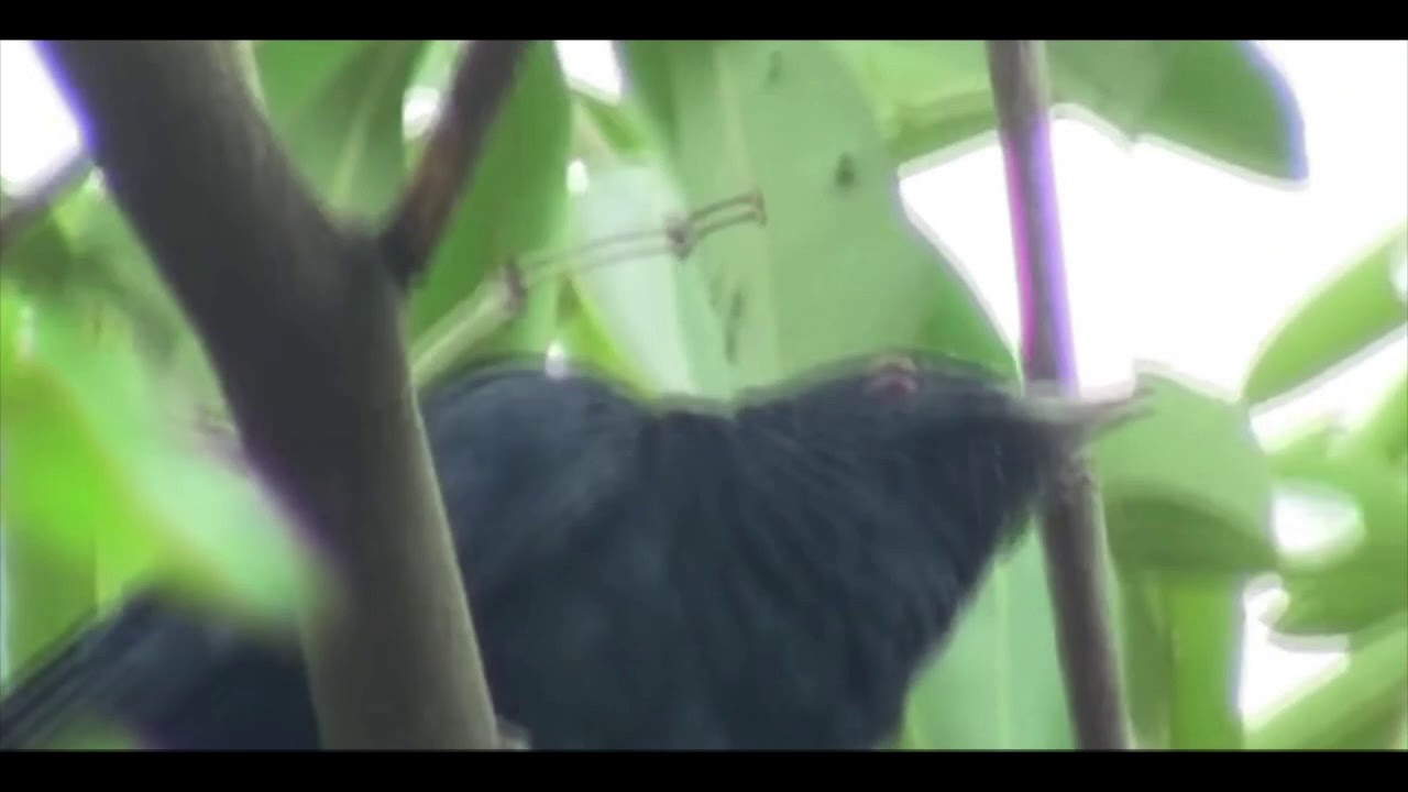 Koel birds songs in Singapore are nuts - YouTube
