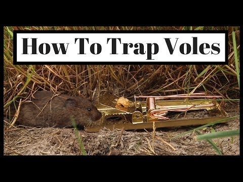 How To Trap Voles Out of Your Yard or Garden.