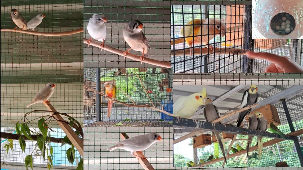 Exploring My Terrace Aviary - Bird Eggs and More!| finches | conures ...