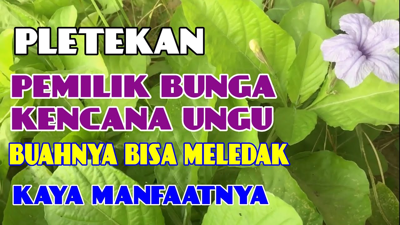 PLETEKAN / KENCANA UNGU | TUMBUHAN KAYA MANFAAT - YouTube