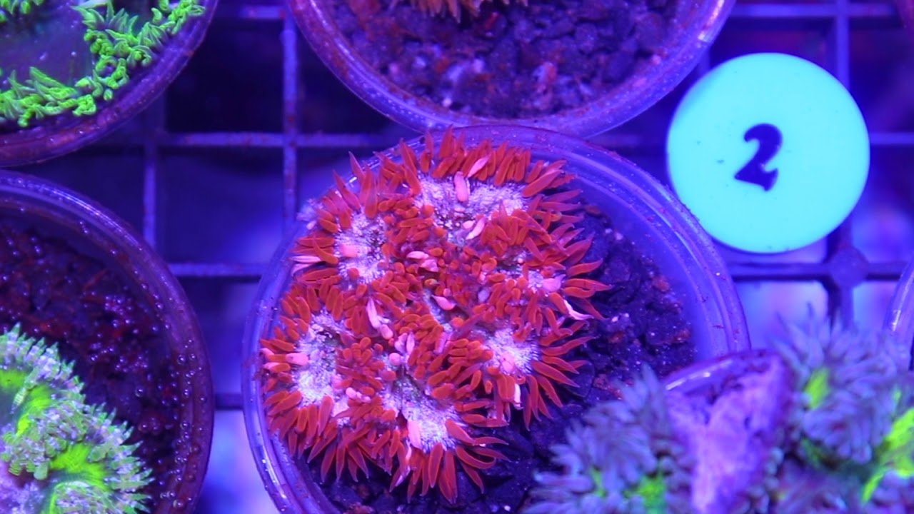 Flower Nem's! - YouTube