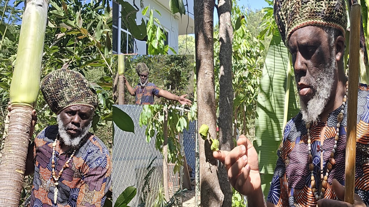 1 DAY CLEAN , PRUNE SOUR SOP x CUT PALM 🌴 TREES x WHATS MY NEXT ...