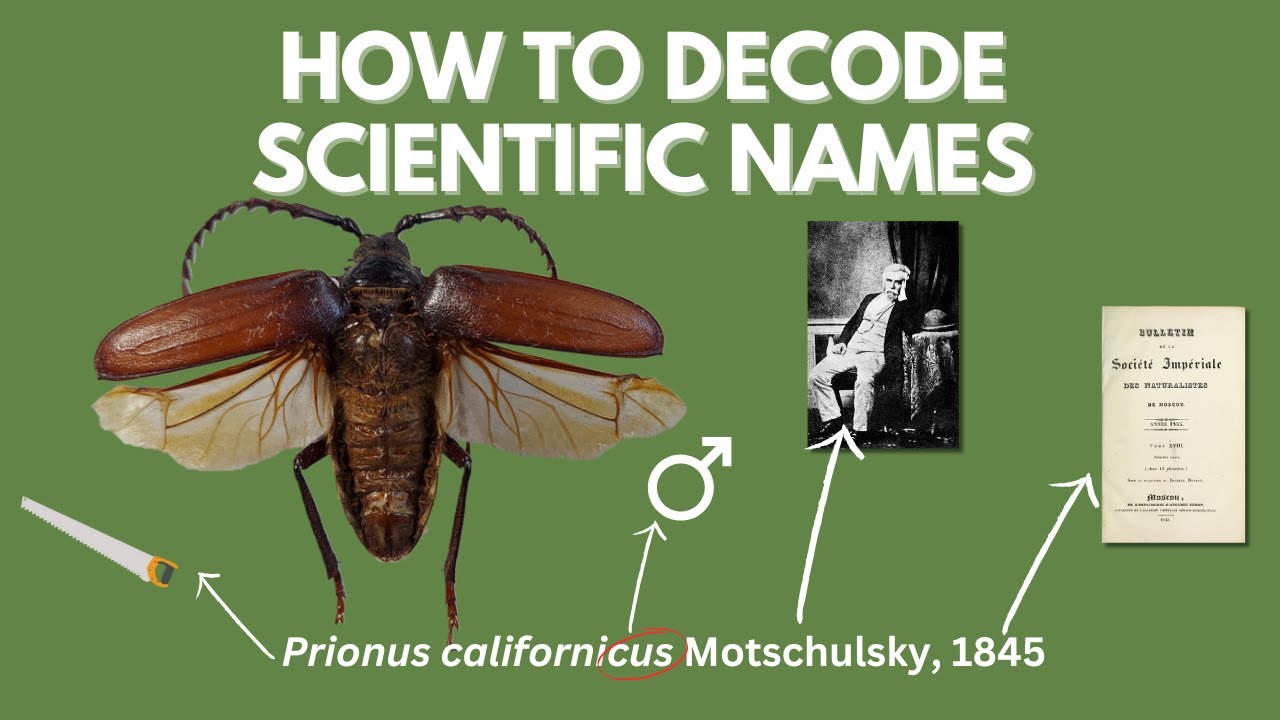 Learn to Read Scientific (Latin) Names | Binomial Nomenclature - YouTube