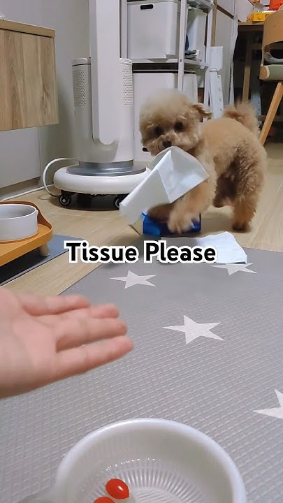 Tissue please ♥️ #cute #トイプードル #youtubeshorts #toypoodle #pets #cutedog ...
