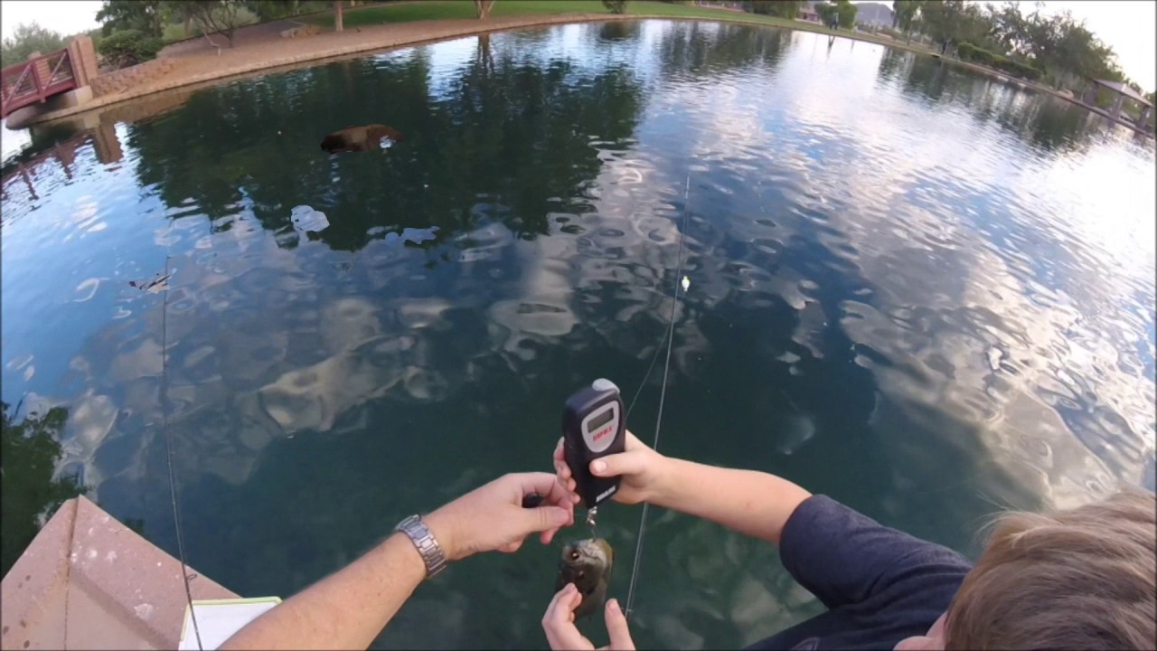 Arizona Bluegill Fishing - 1 Pound Bluegill at Anthem Lakes - YouTube