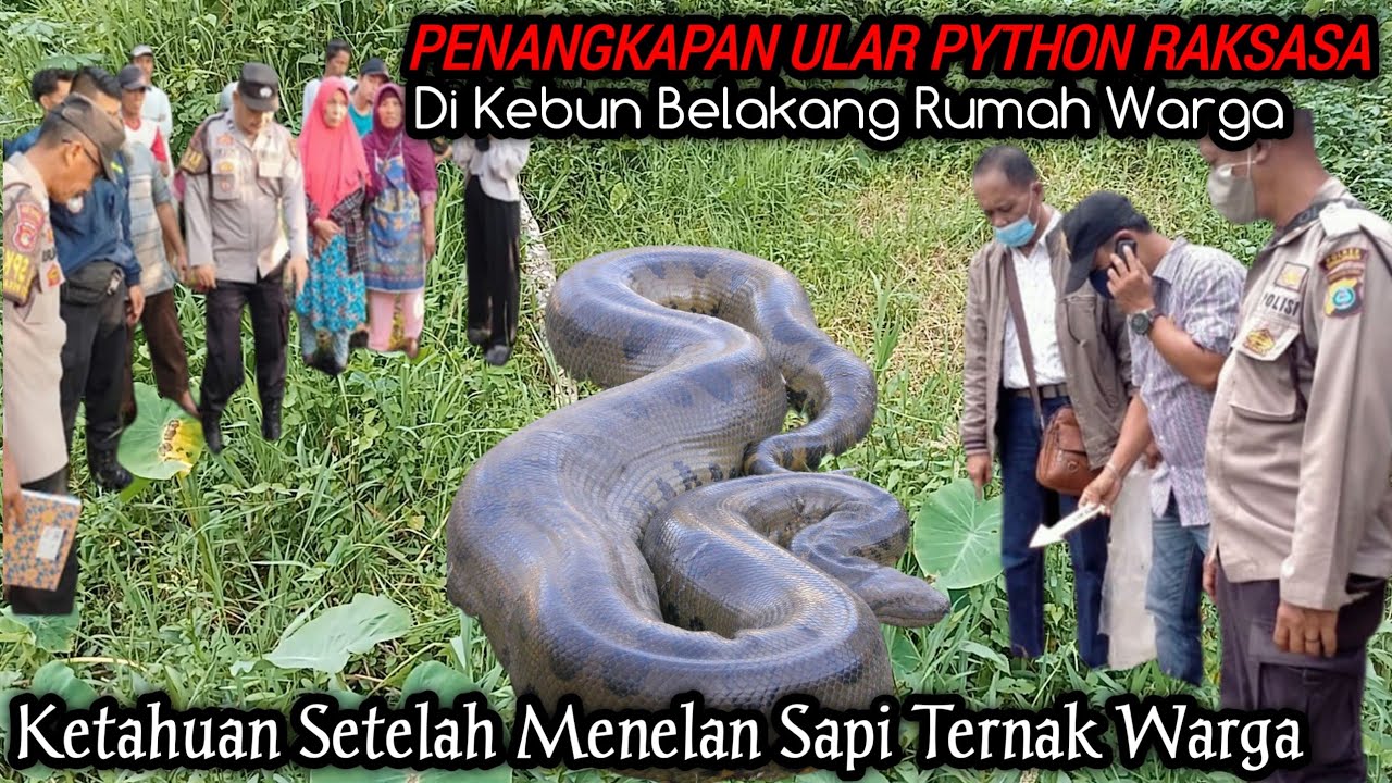 Viral..!! Ular Python Raksasa Akhirnya Tertangkap Warga Yang Menelan ...