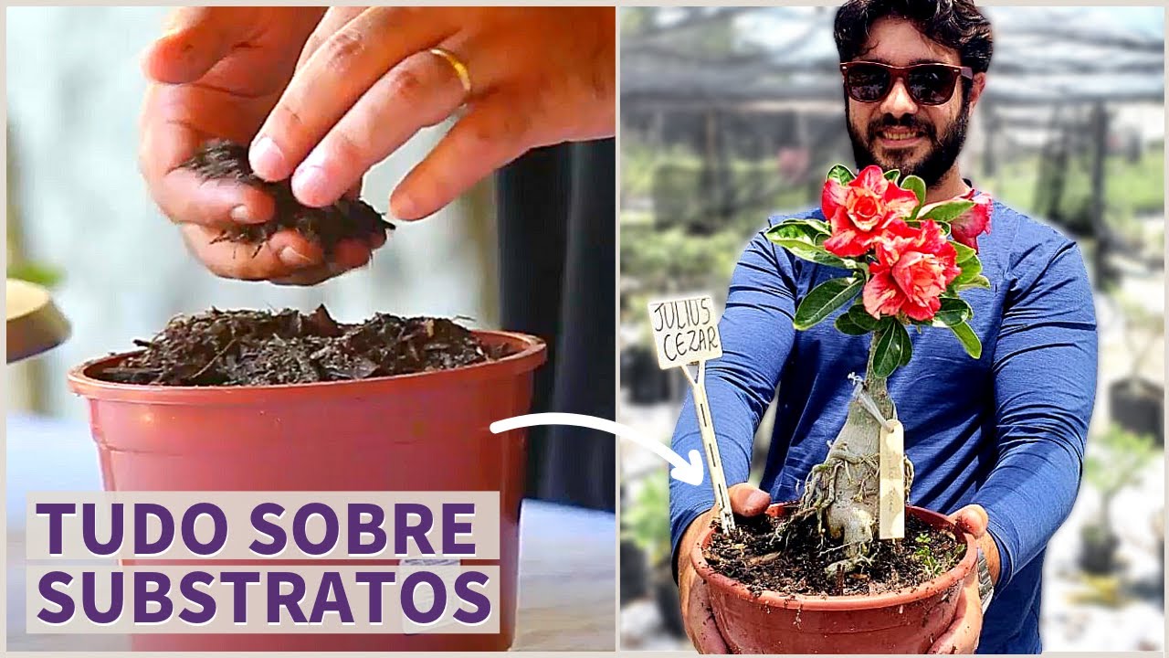 SUBSTRATO PERFEITO para ROSA DO DESERTO - MONTE O SEU! - YouTube
