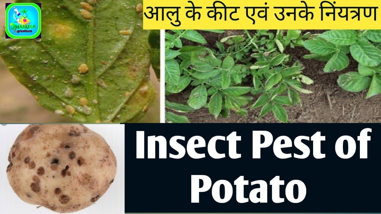 Insect Pest of Potato |आलु के कीट एवं उनके निंयत्रण |#JRF #ENTOMOLOGY # ...