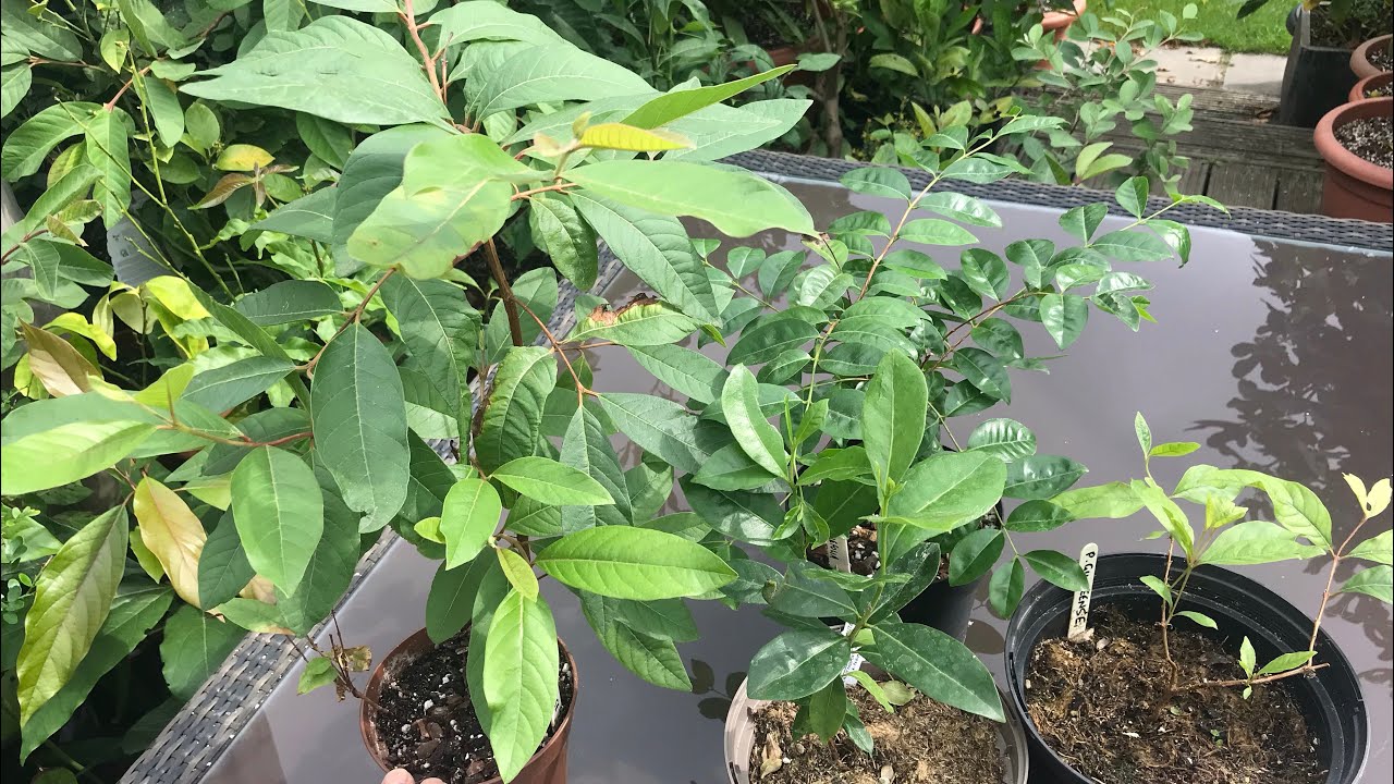 Taking a look at my small collection of rare, seed grown wild forest ...