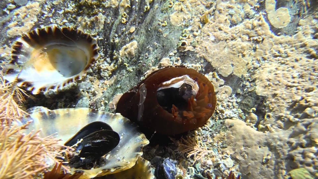 Limpet vs Anemone - YouTube
