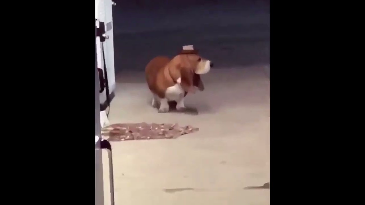 el perro guaton 2.0 - YouTube