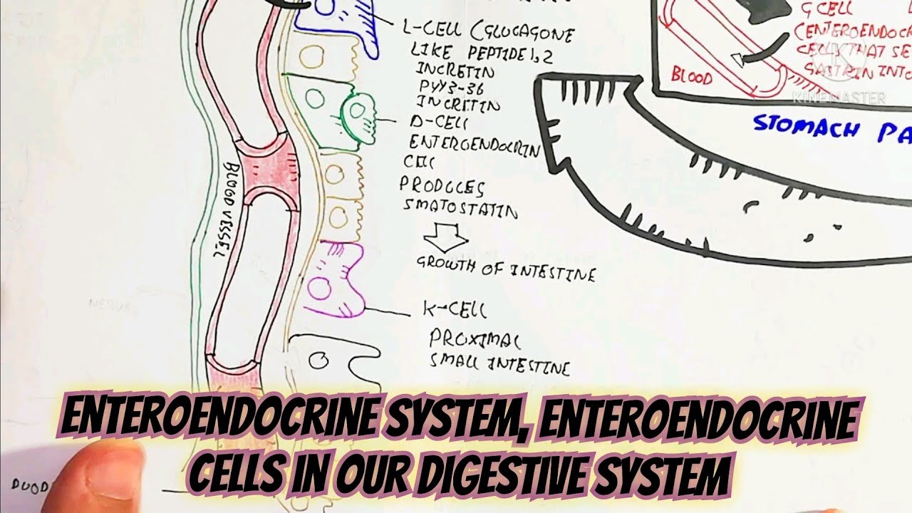 Enteroendocrine System, Enteroendocrine Cells In Our Digestive System ...