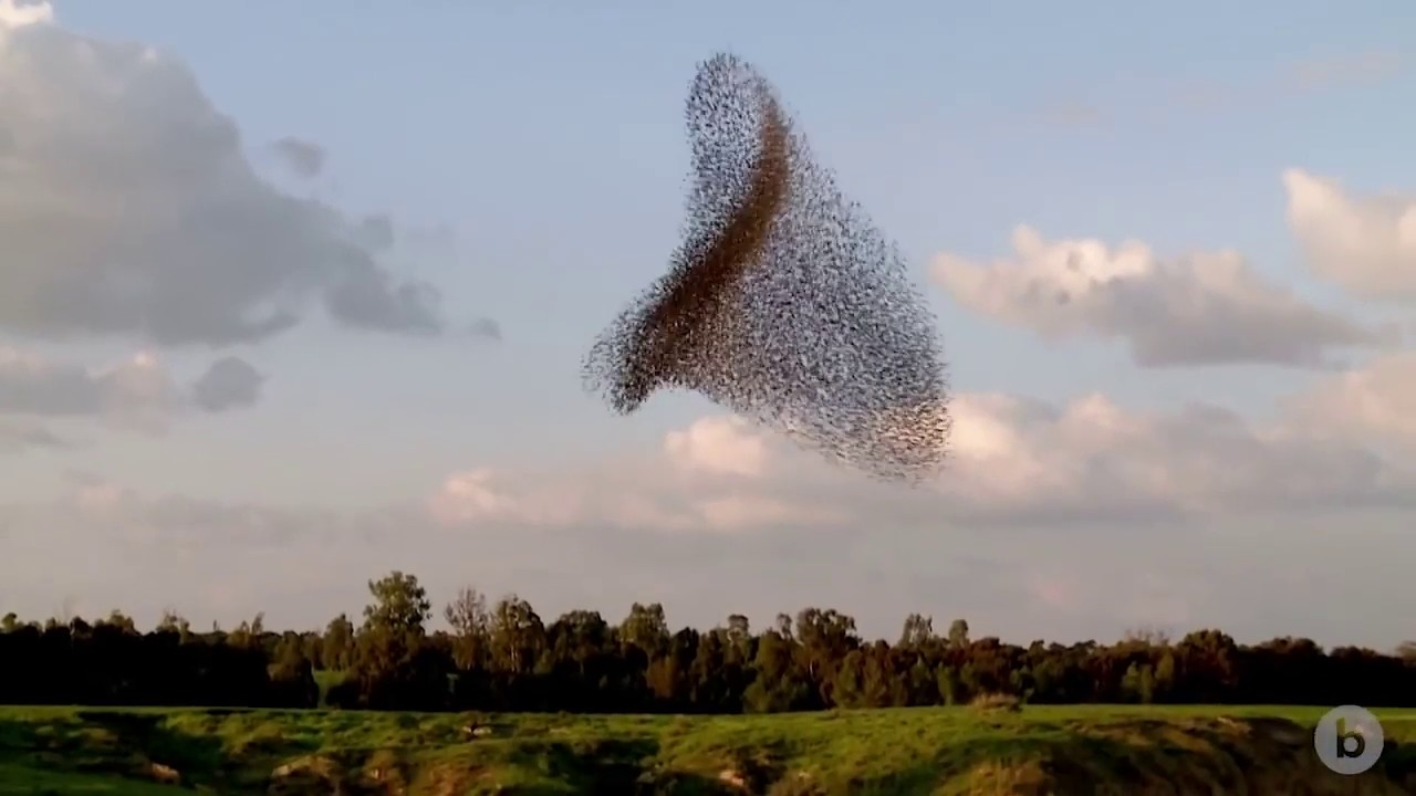 Flocking Youtube