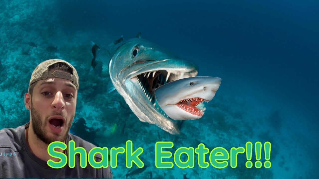 Shark Eater Fish From Nemo - YouTube