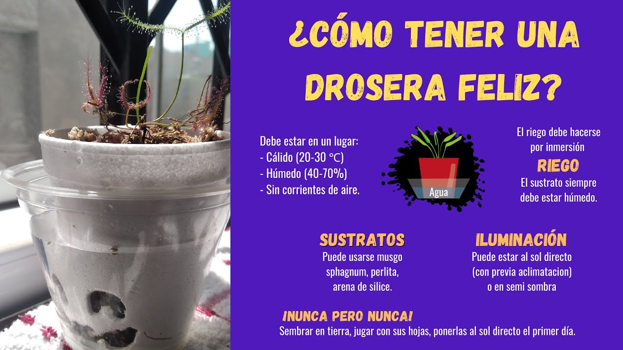 ¿Como tener una drosera feliz? - Drosera binata- Mini tutorial. - YouTube