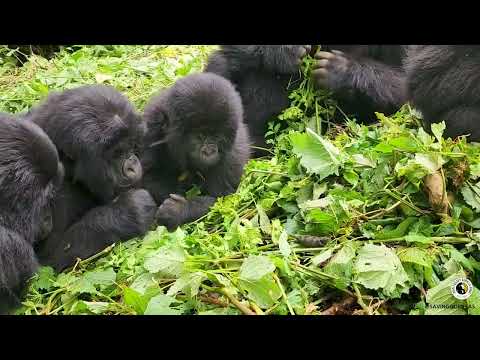 Little gorillas fixate on a chameleon 🦎