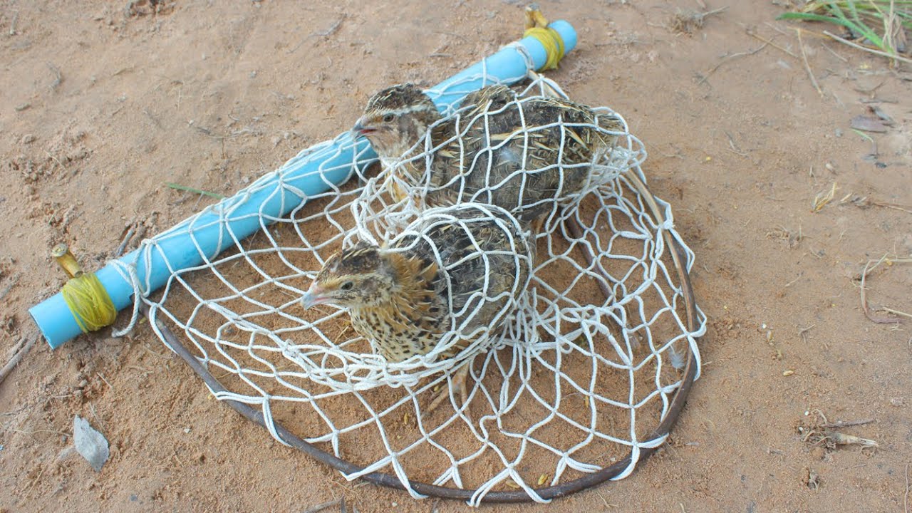 Simple Quail Bird Trap Make From Blue Pipe With Nets - YouTube