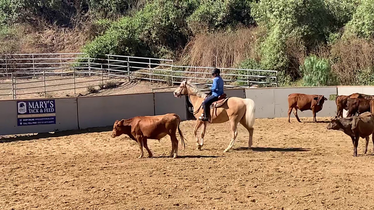 Chief and Beth Cows: July 12, 2020 - YouTube