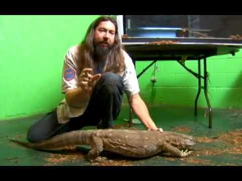 Sexing & Breeding the Black Throat Monitor