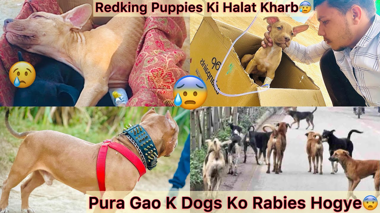 Sb Puppies Ki Halat Kharab Hogye😰|| Ek Pagal Dog N Pura Gaon K Dogs Ko ...