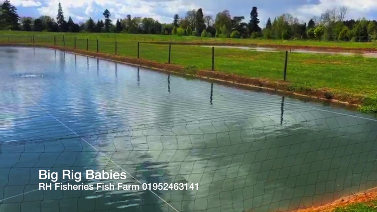 RH Fisheries Fish Farm - YouTube