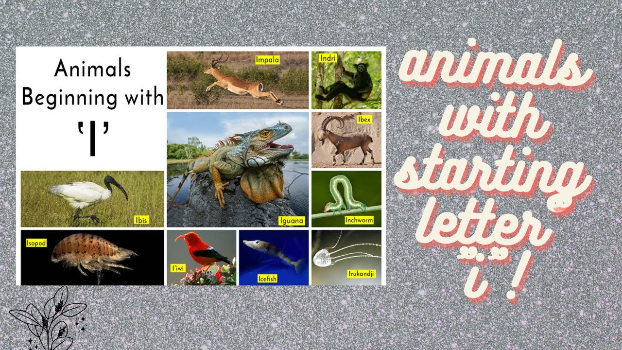 ANIMALS WITH STARTING LETTER I! - YouTube
