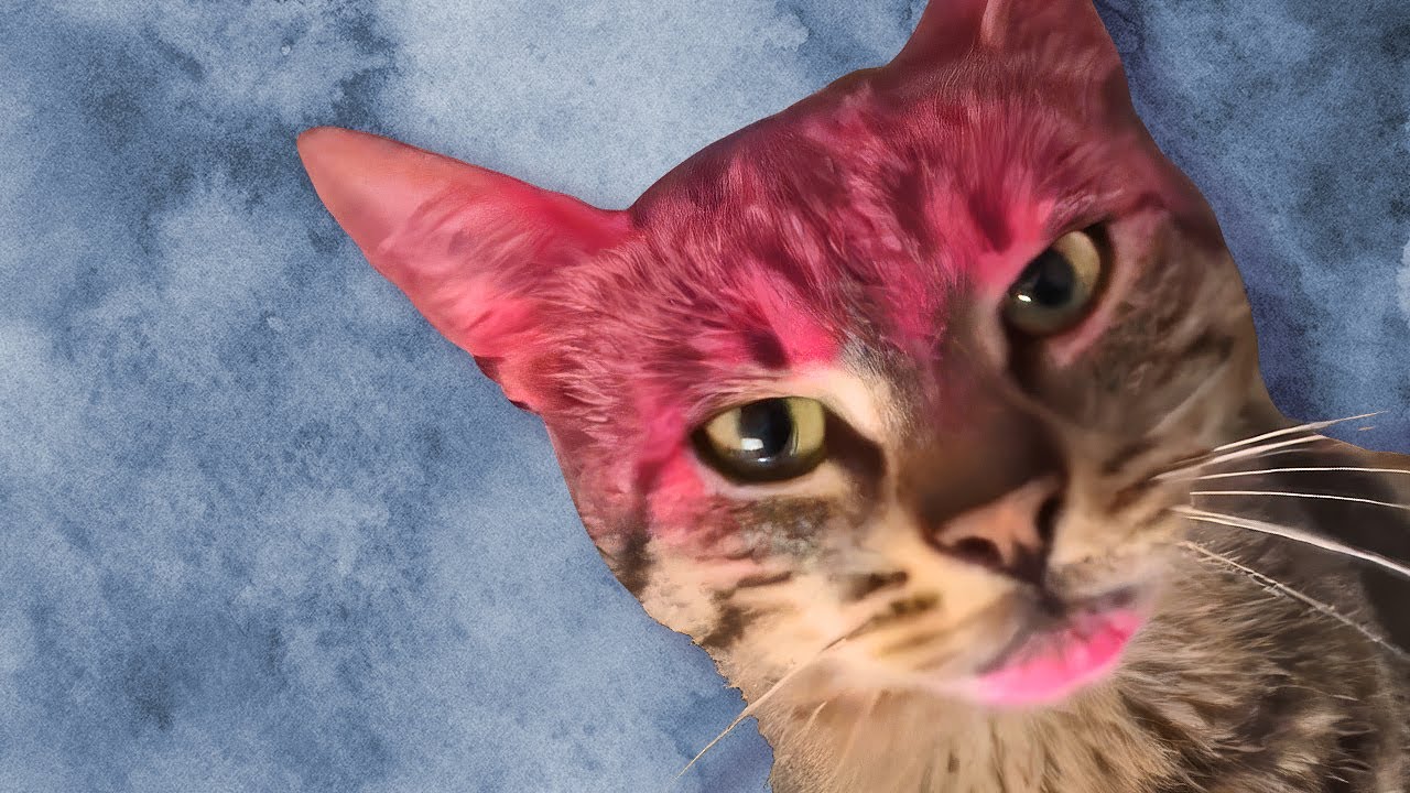 Cat Comedy Compilation 😹 LOL Moments - YouTube