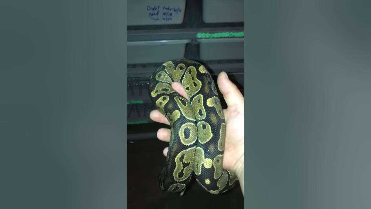 Adult mandarin ball python - YouTube