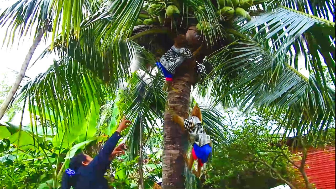 Best SokYaa Catching Coconut At Farm For Mother, Amazing Video - YouTube