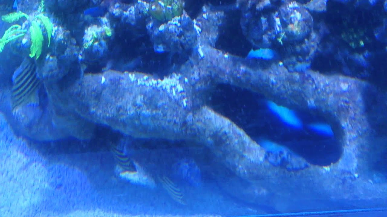 The Stripey fish are surviving the sharks! - YouTube