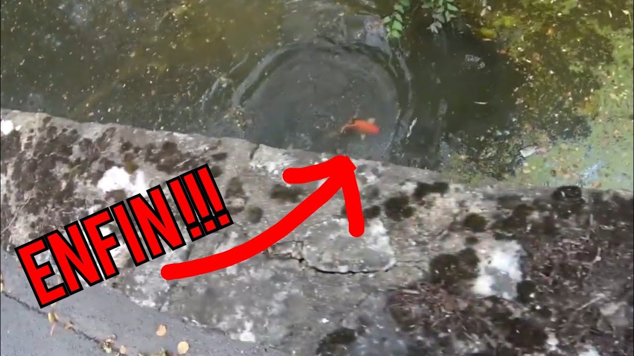 LE POISSON DE MES RÊVES AU BOUT DE LA LIGNE ... - YouTube