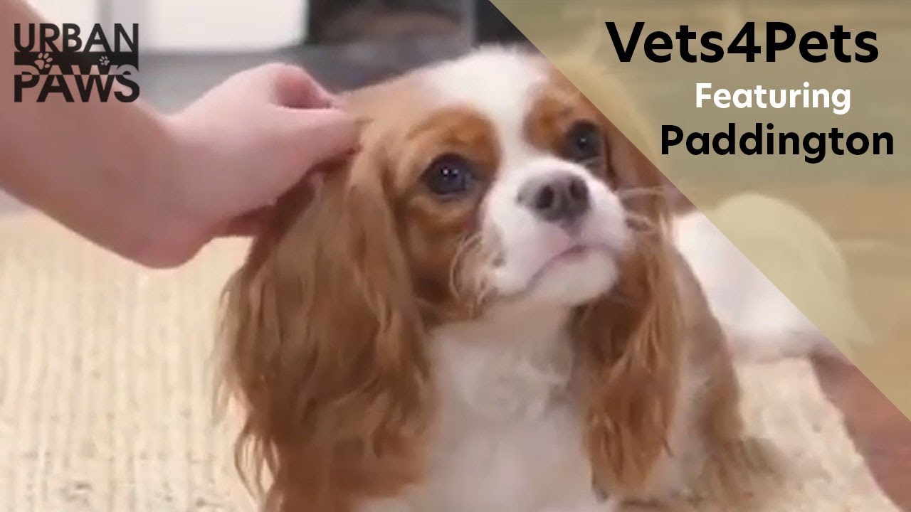 Vets4Pets advert featuring Paddington - YouTube