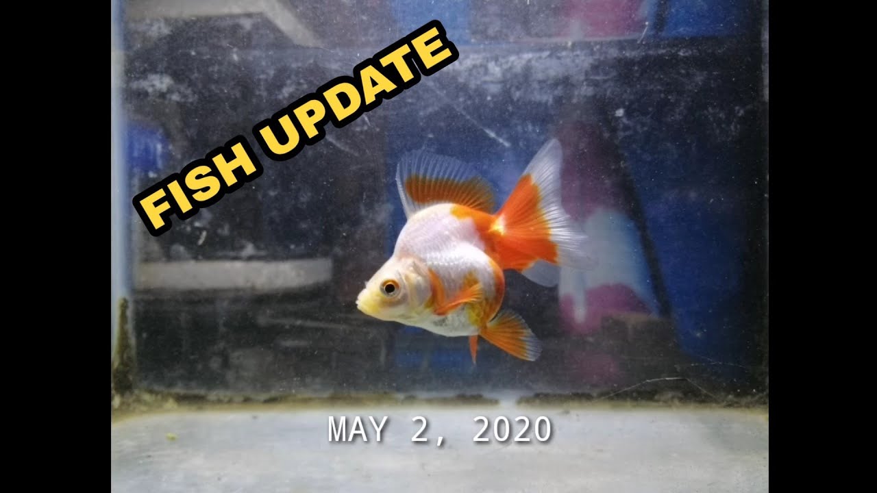 EP4. GOLDFISH UPDATE!!! BROADTAIL RYUKIN WITH SOME TIPS FOR BREEDERS ...