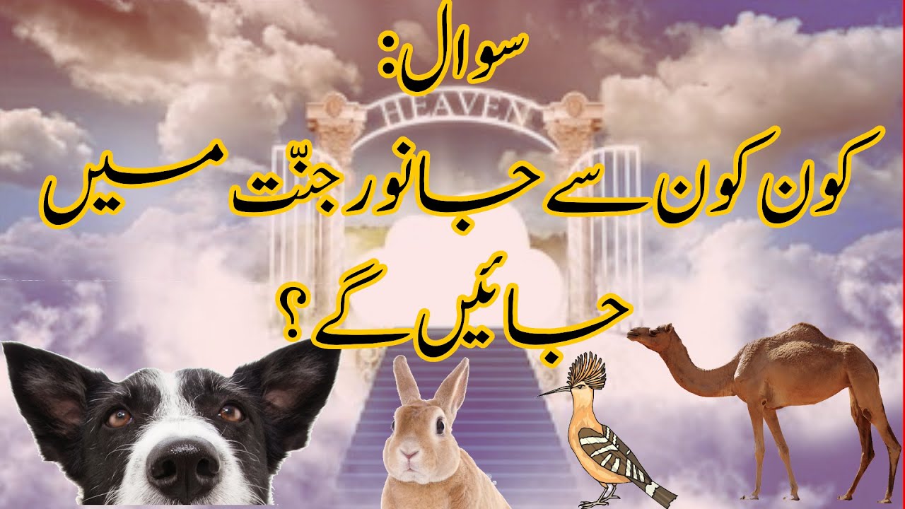 12 Surprising Facts About Jannat | Islamic Questions And Answers ...
