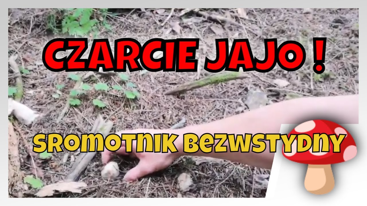 CZARCIE JAJO | Sromotnik Bezwstydny | Phallus impudicus. ZJADAM ...