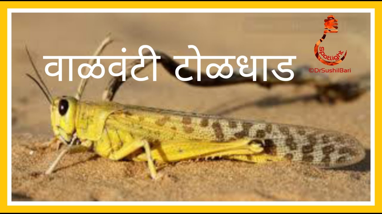 वाळवंटी टोळधाड | Desert Locust Attack | Dr.Sushil Bari - YouTube