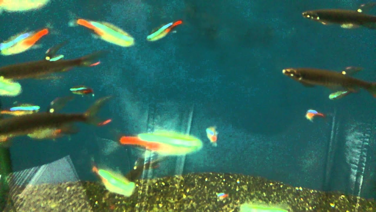 Have you ever seen a splashing tetra? - YouTube