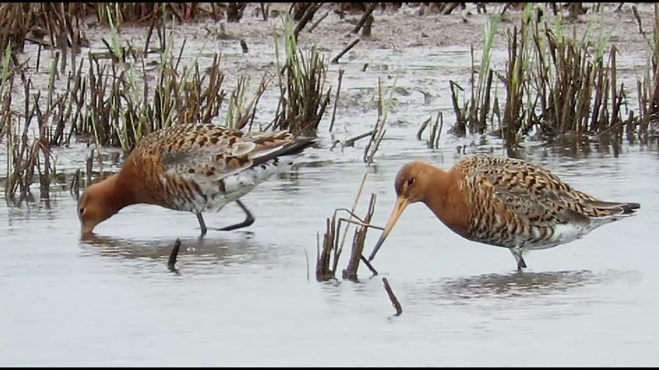 Icelandic Black-tailed Godwit - Limosa limosa islandica - IJslandse ...