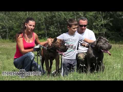 Andante Bandog Family & Andante Bandog Kennels - Slovakia🇸🇰 #andantebandog #andantebandogkennels