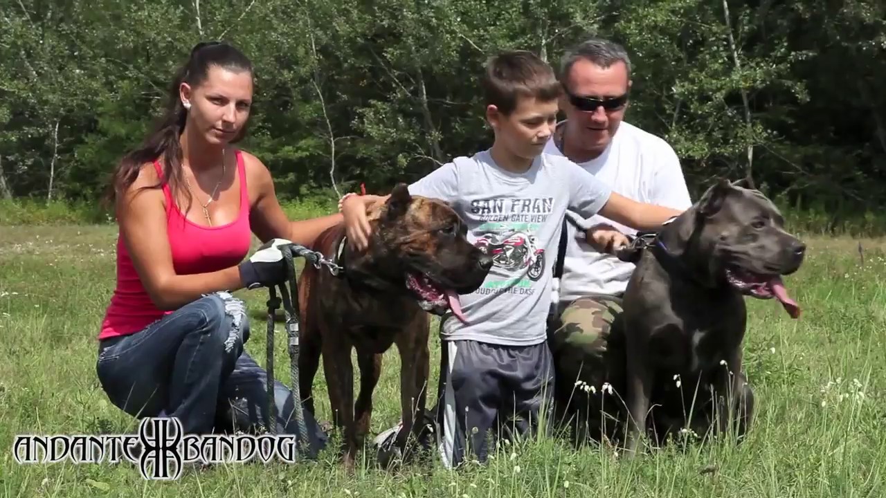Andante Bandog Family & Andante Bandog Kennels - Slovakia🇸🇰 # ...