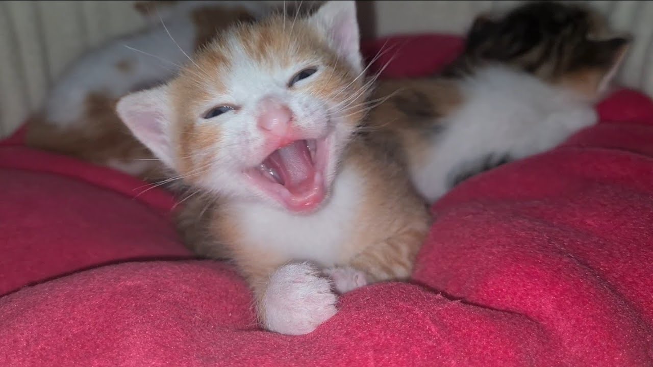 Tiny Kitten that gets Angry and Hisses when touched. - YouTube