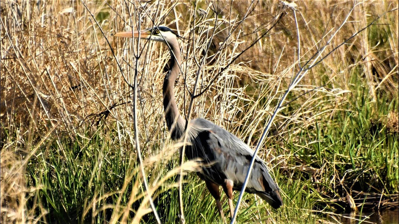 Graceful! Magnificent! Great Blue Heron in Slow Motion Flight; Heron ...