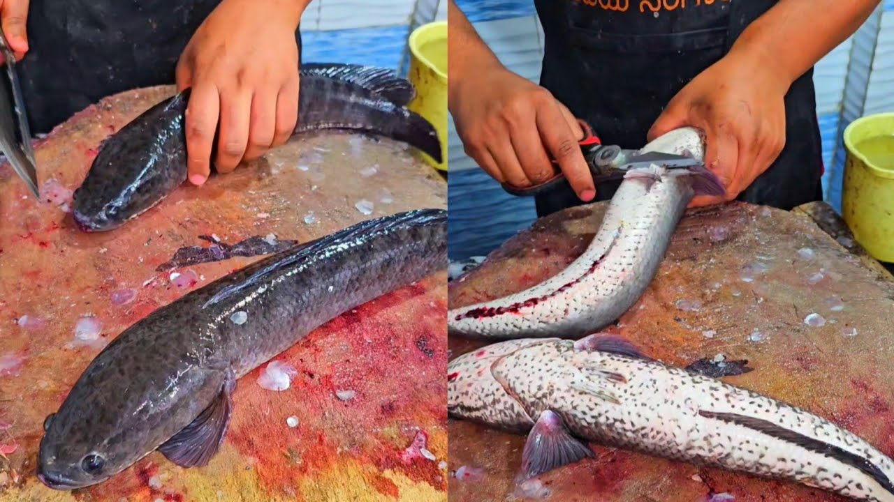 Murrel varaal korameen solfish കണ്ണൻ!! sagar fish hoodi Bangalore - YouTube