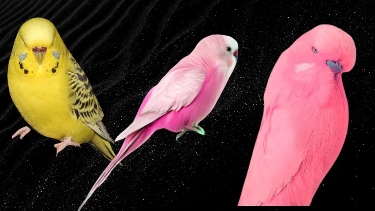 7 Rare Budgie Mutations - YouTube