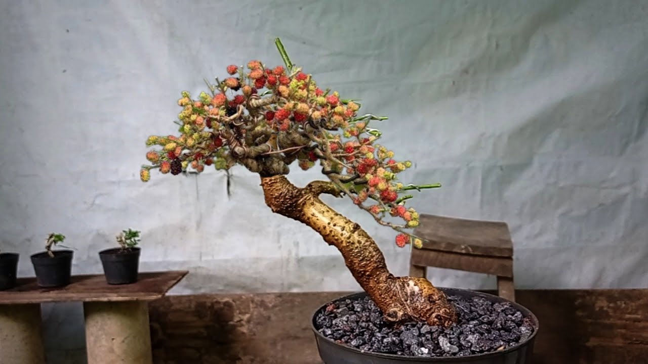 proses naik pot bonsai buah populer dikalangan pembonsai ( bonsai ...