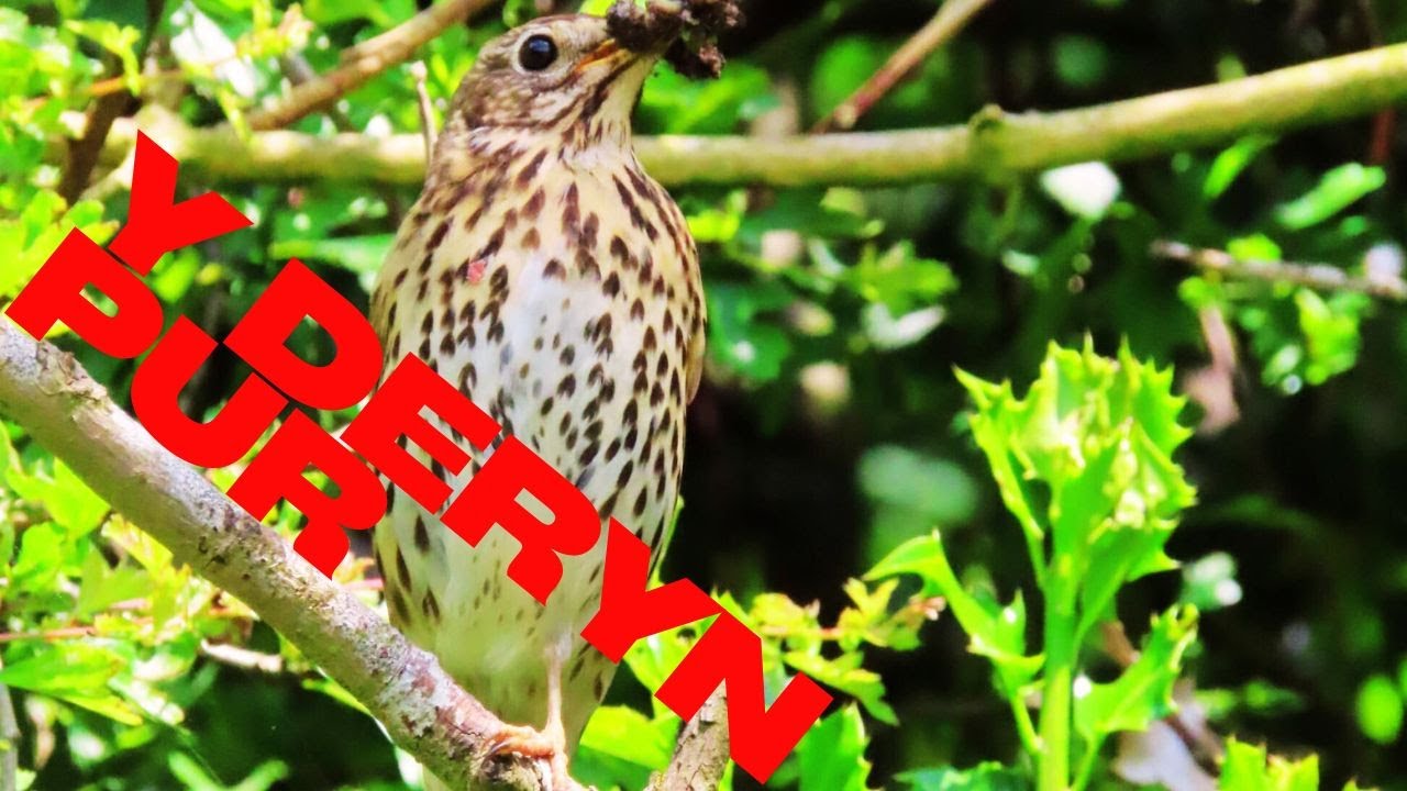 Y Deryn Pur (The Gentle Bird) - YouTube