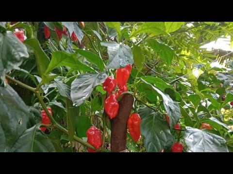 Sili demonyo#super spicy🌶 - YouTube