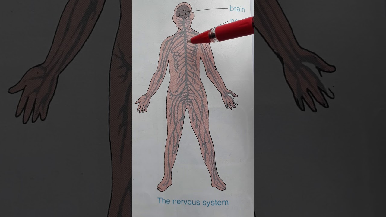 Human Body - YouTube